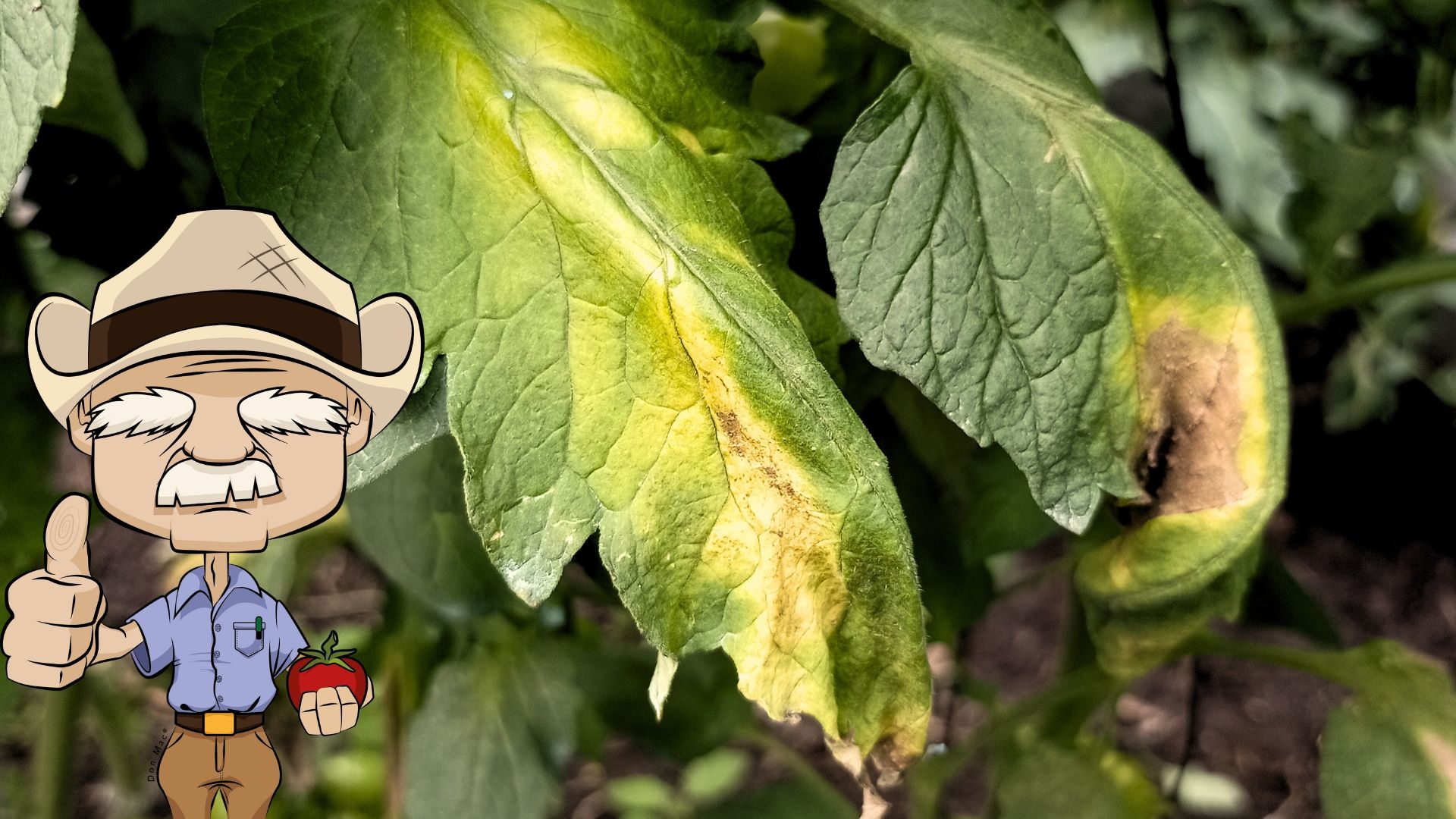 Cenicilla en pepino | Agroinsumos El Field