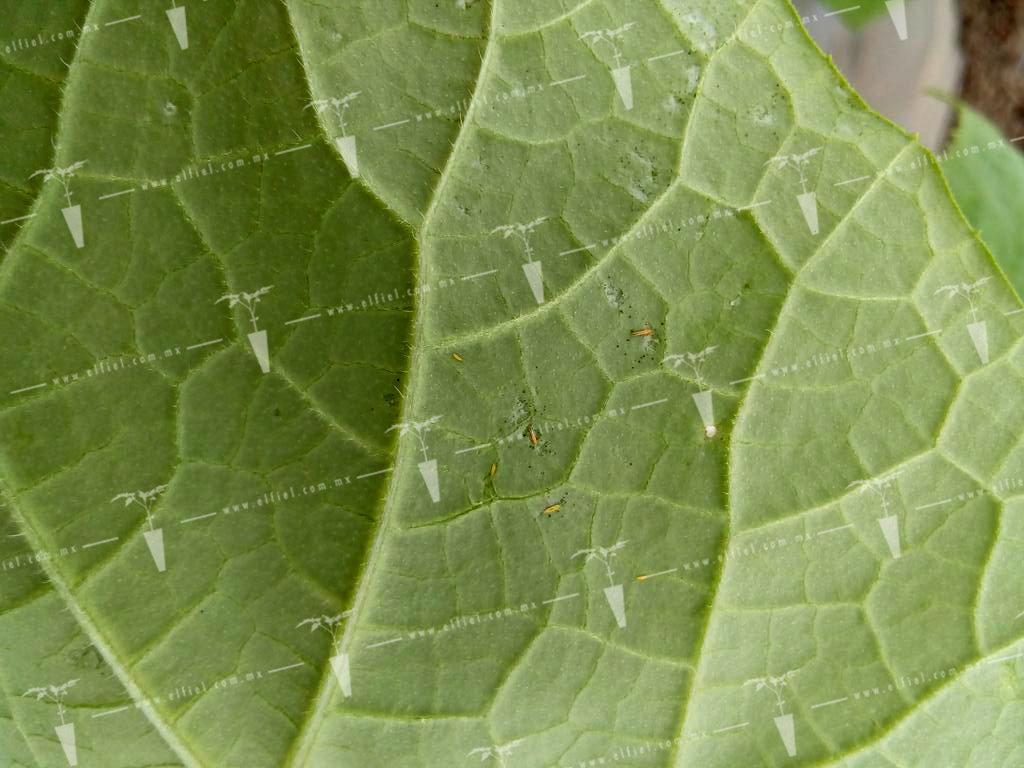 Daño por trips en pepino | Agroinsumos El Field