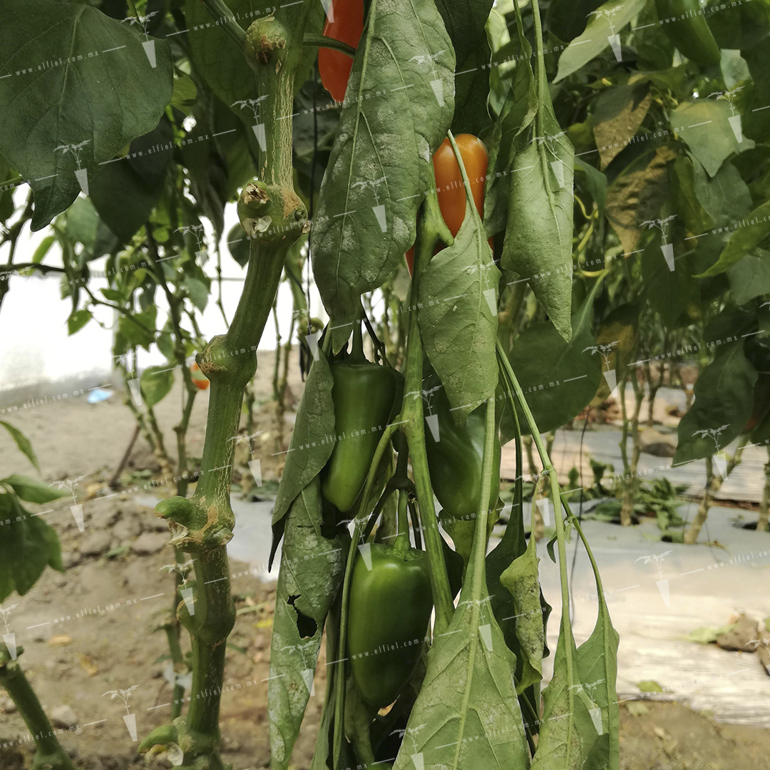 Cenicilla en cultivo de chile | Agroinsumos El Field